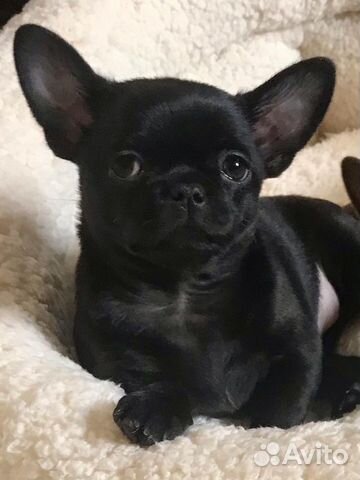 Щенки чихуахуа черные