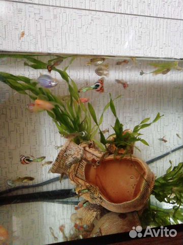 Аквариумные рыбки гуппи