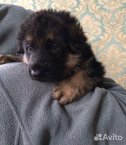 Немецкая овчарка