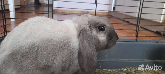 Декоративные кролики вислоухие