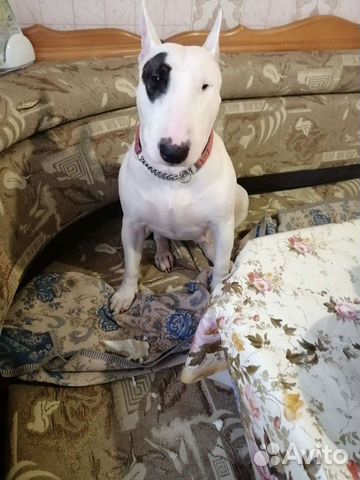 Стандартный бультерьер девочка(вязка)