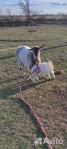 Продаётся коза с козочкой. Дойной породы