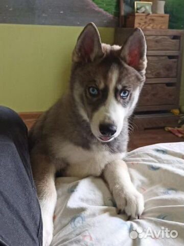 Сибирский хаски