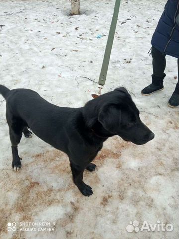 Собака в добрые руки отдам бесплатно