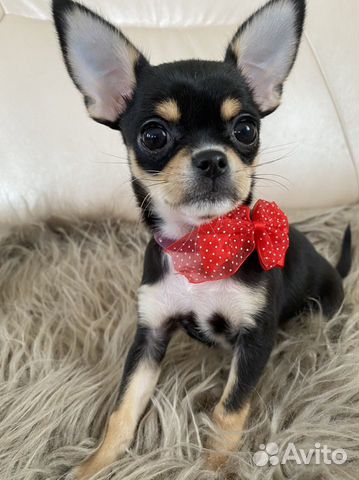 Девочка чихуахуа