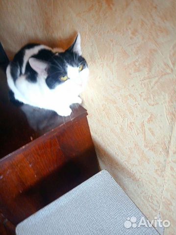 Кот в добрые руки