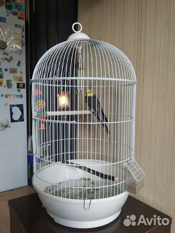 Попугай коррела