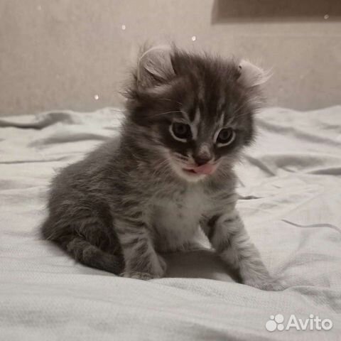 Котик Американский керл