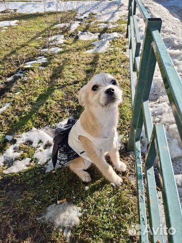 Щенок в добрые руки