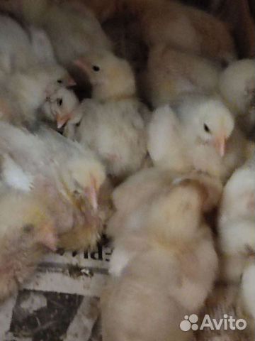 Цыплята master Грей и XL