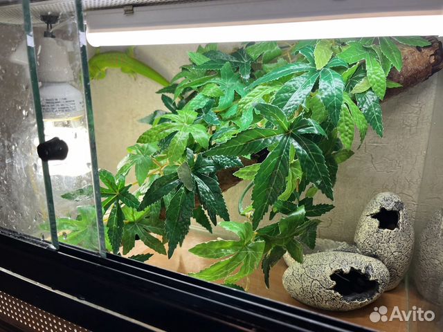 Зеленый геккон(мадагаскарская фильзума)