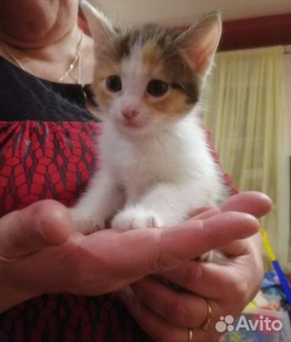 Котёнок ищет дом