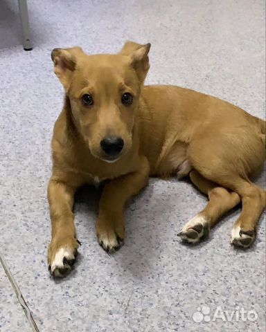 Собака- коротколапик стал ненужным