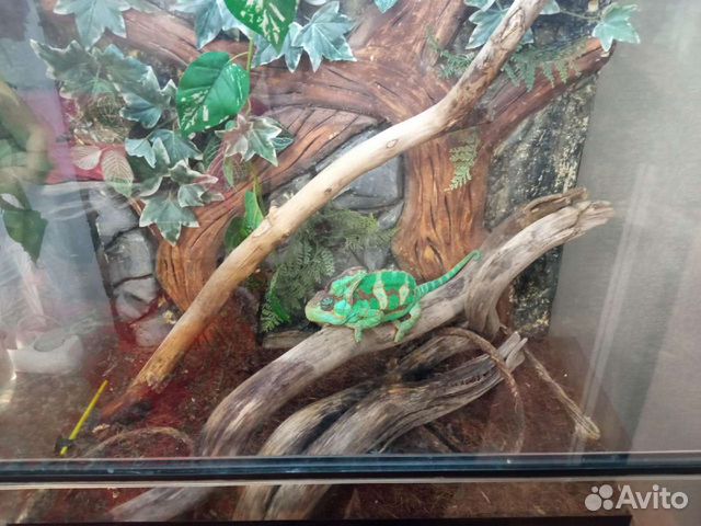 Хамелеон с террариумом