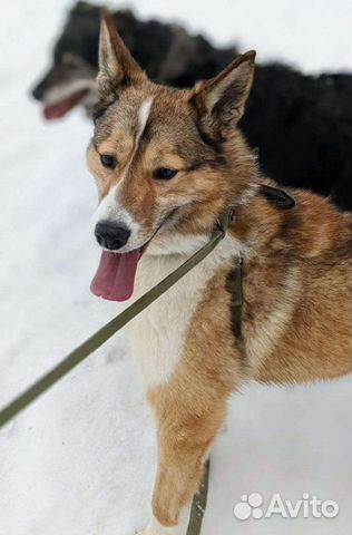 Махнули рукой и оставили в клетке умерать