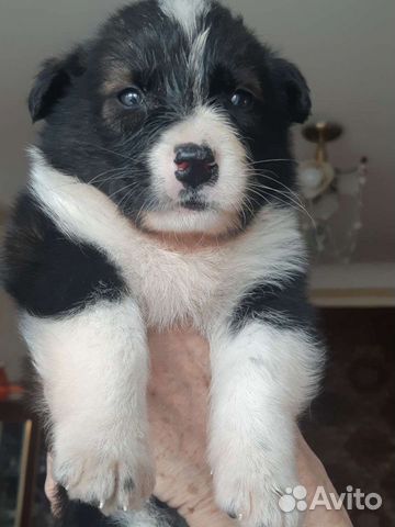 Щенок в ответственные ручки