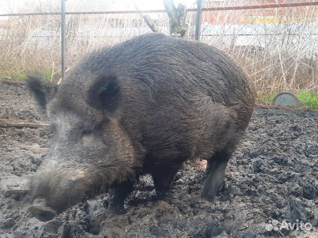 Дикие кабаны