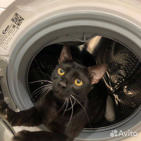 Кот бенгал меланист