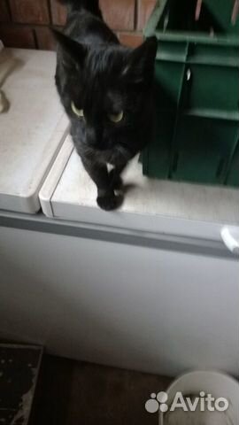 Кошка в Монастыре