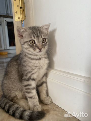 Шотландские вислоухие котята