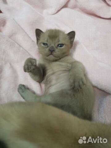 Бурманская кошечка соболиного окраса