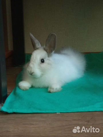 Декоративный кролик с вольером