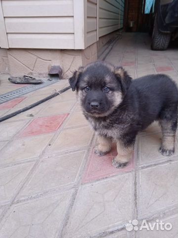 Лучший друг для охраны