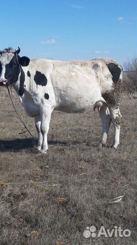 Корова дойная