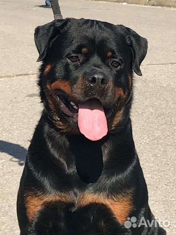 Приглашаем на вязку девочек