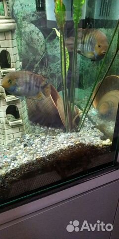 Аквариумные рыбки