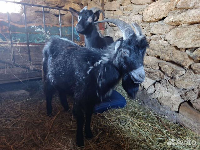 Зааненская коза и ламанчи