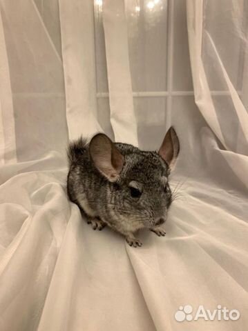 Продам шиншилл