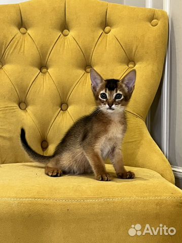 Абиссинские котата