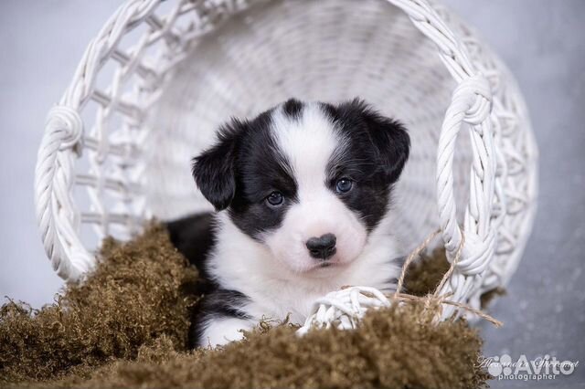 Щенки вельш-корги кардиган