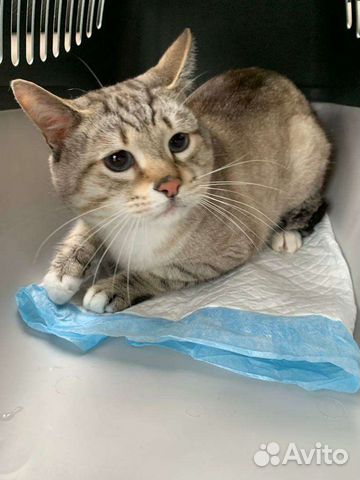 Голубоглазого тайца подкинули к клинике