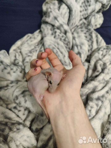 Крыса сфинкс + клетка