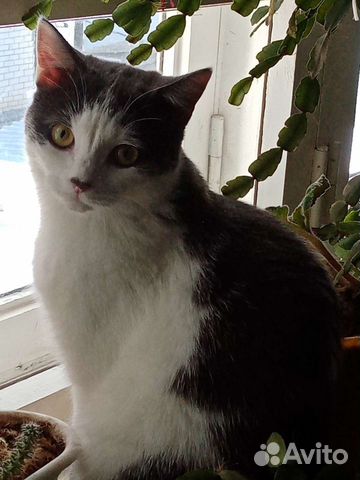 Домашний котик в добрые руки