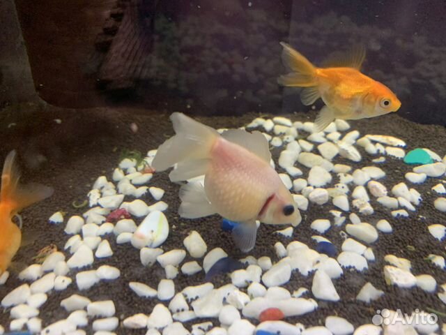 Рыбки золотые обмен