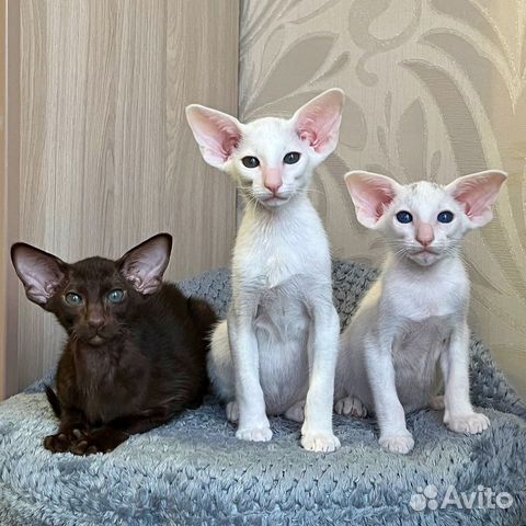 Ориентальные котята