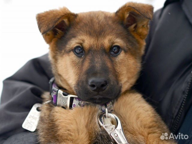 Щенок в добрые руки