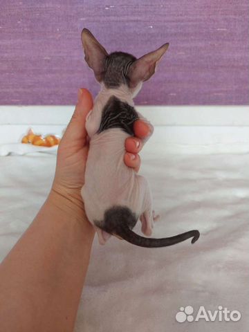Чудесные мальчишки корниш рекса