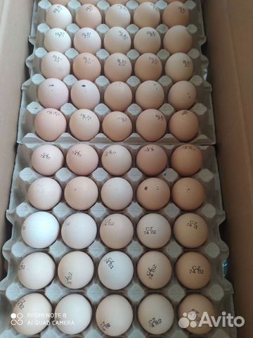 Инкубационное яйцо. бройлера кобб.500