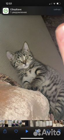 Котенок