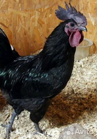 Петух ухейилюй