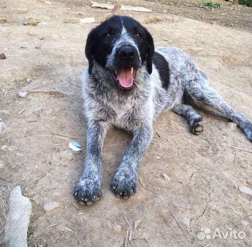 Восхитительная Гретта ищет дом