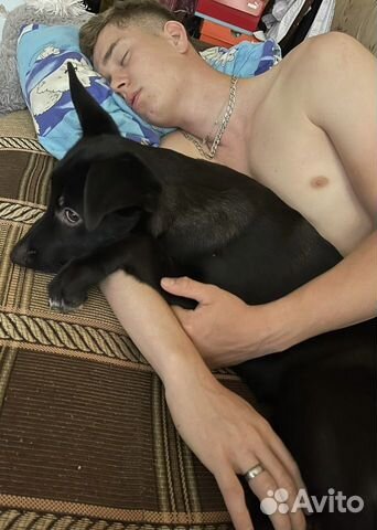 Собака в добрые руки