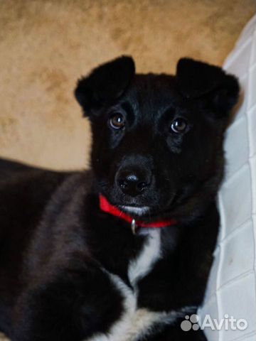 Адель 5 мес щенок в добрые руки дар бесплатно