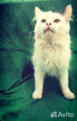 Котик в добрые руки