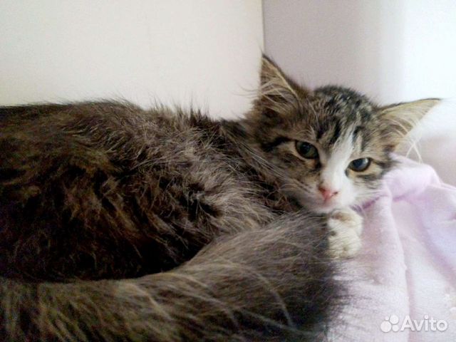 Котенок Буська спасеныш ищет маму