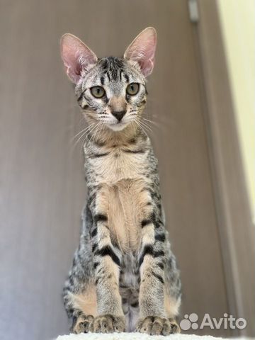 Котенок саванна